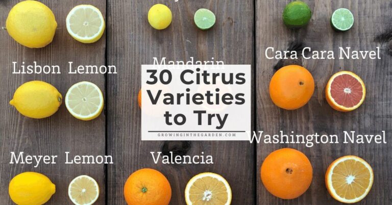 Examples from Our List of Citrus Fruits to Explore