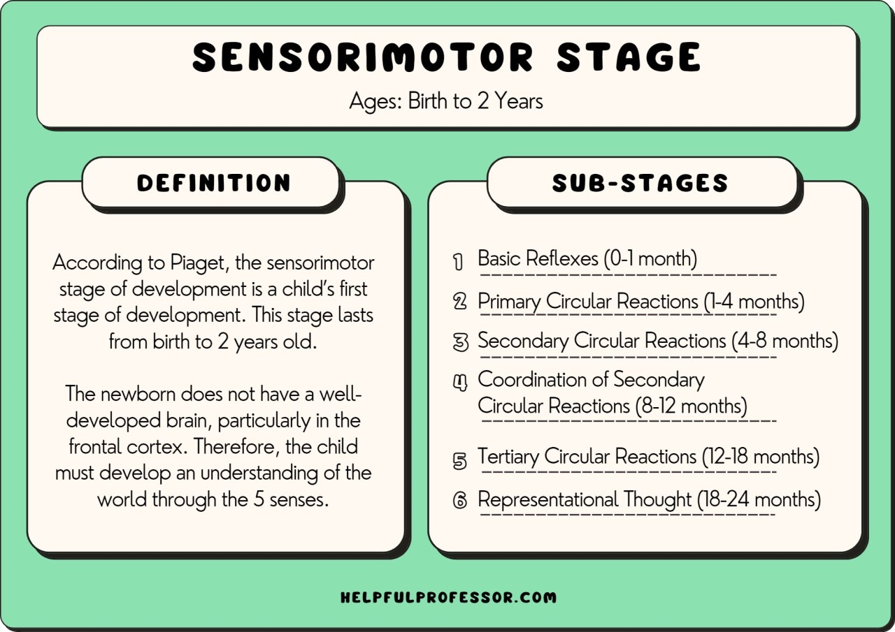 Examples of the Sensorimotor Stage in Child Development