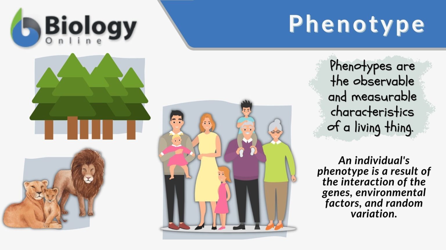 Phenotype Examples: Traits Shaped by Genetics and Environment