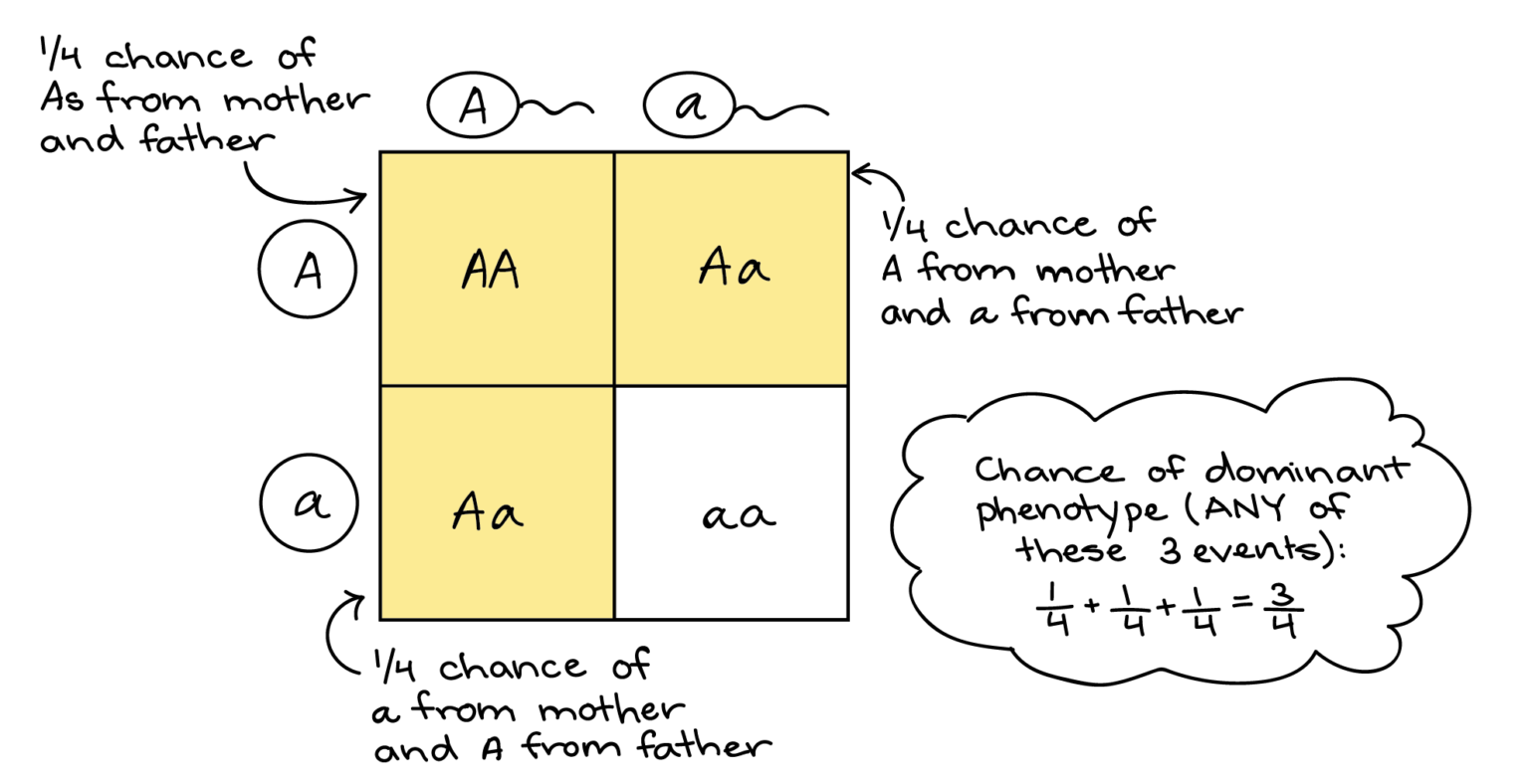 Punnett Square Examples for Genetic Predictions