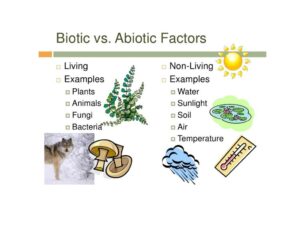 Three Examples of Abiotic and Biotic Relationships in Ponds