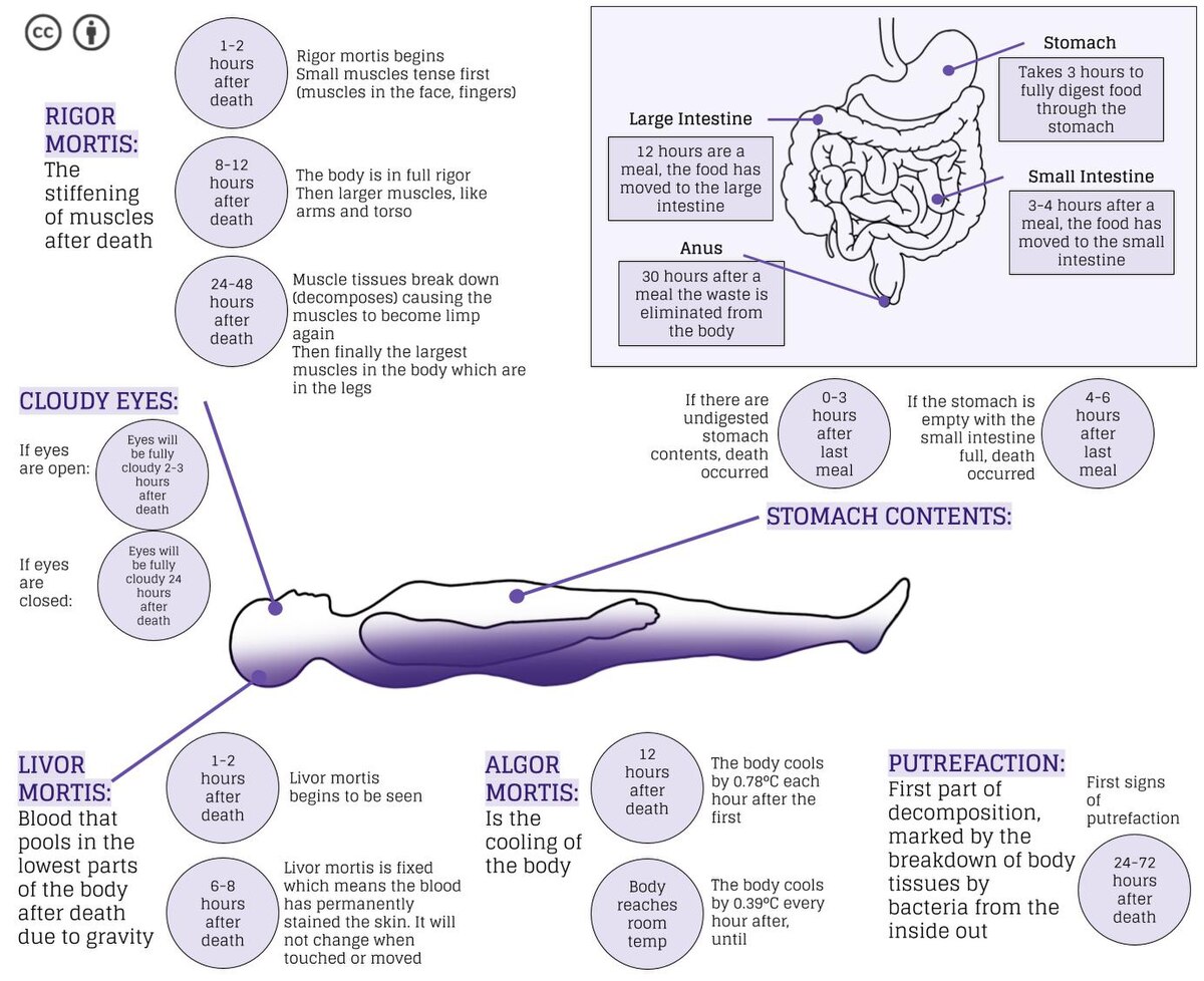 Time of Death Examples in Forensic Investigations