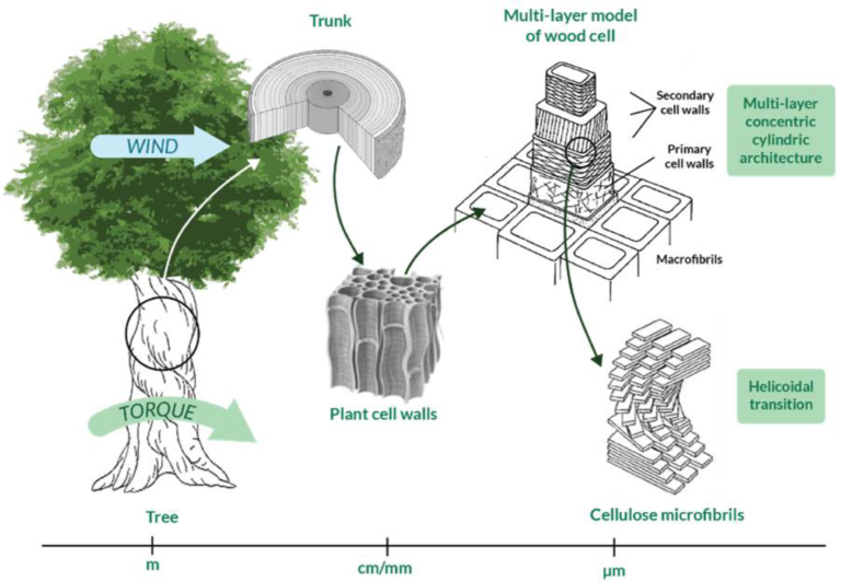 Torsion Examples in Engineering and Nature