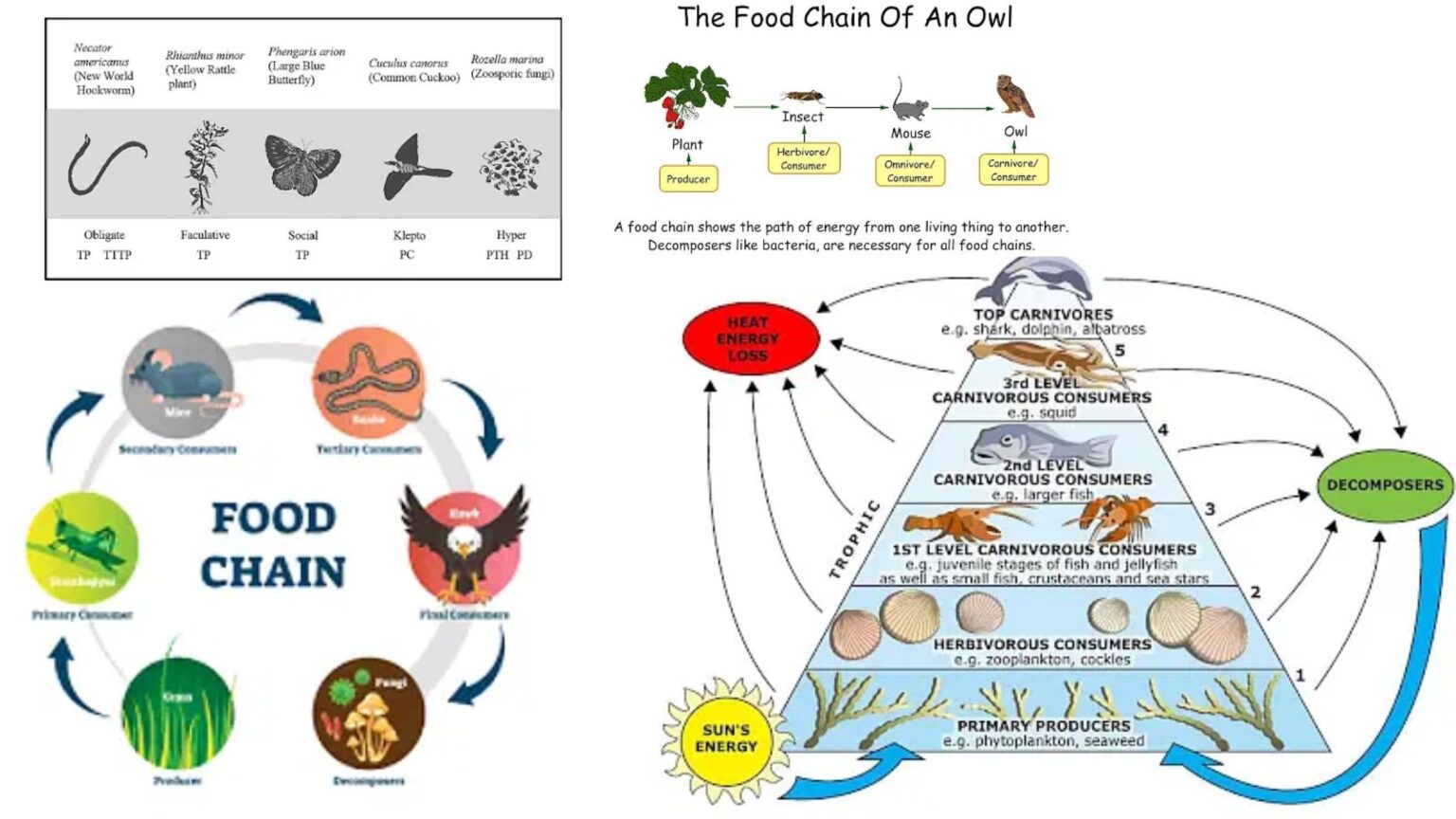 Trophic Levels: Key Examples and Impacts