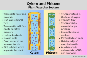 Xylem and Phloem Are Examples of Plant Transport Systems
